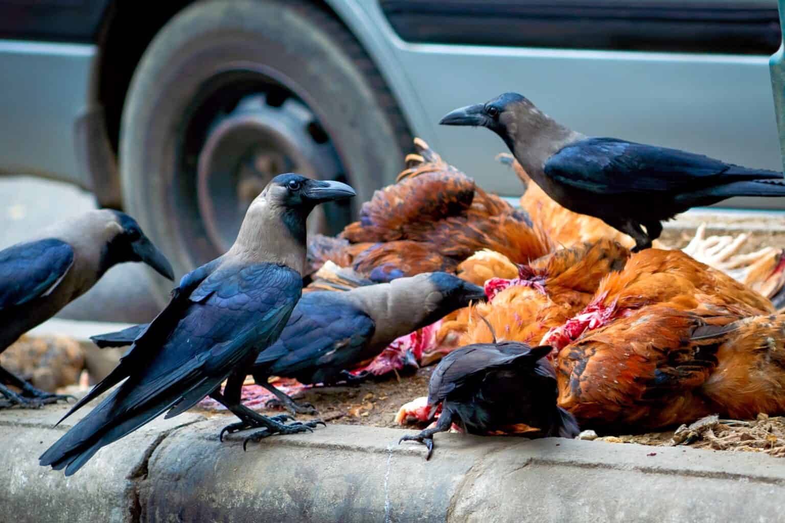 How Many Crows in a Murder? - Bird Helpful