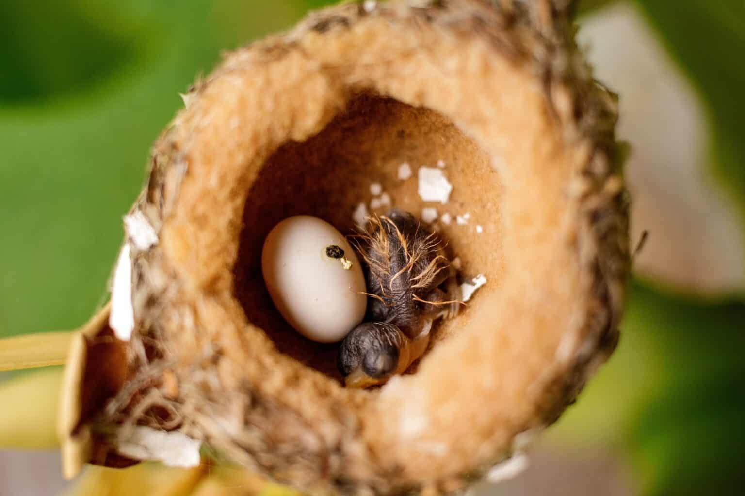 Hummingbird Eggs: Everything You Need to Know