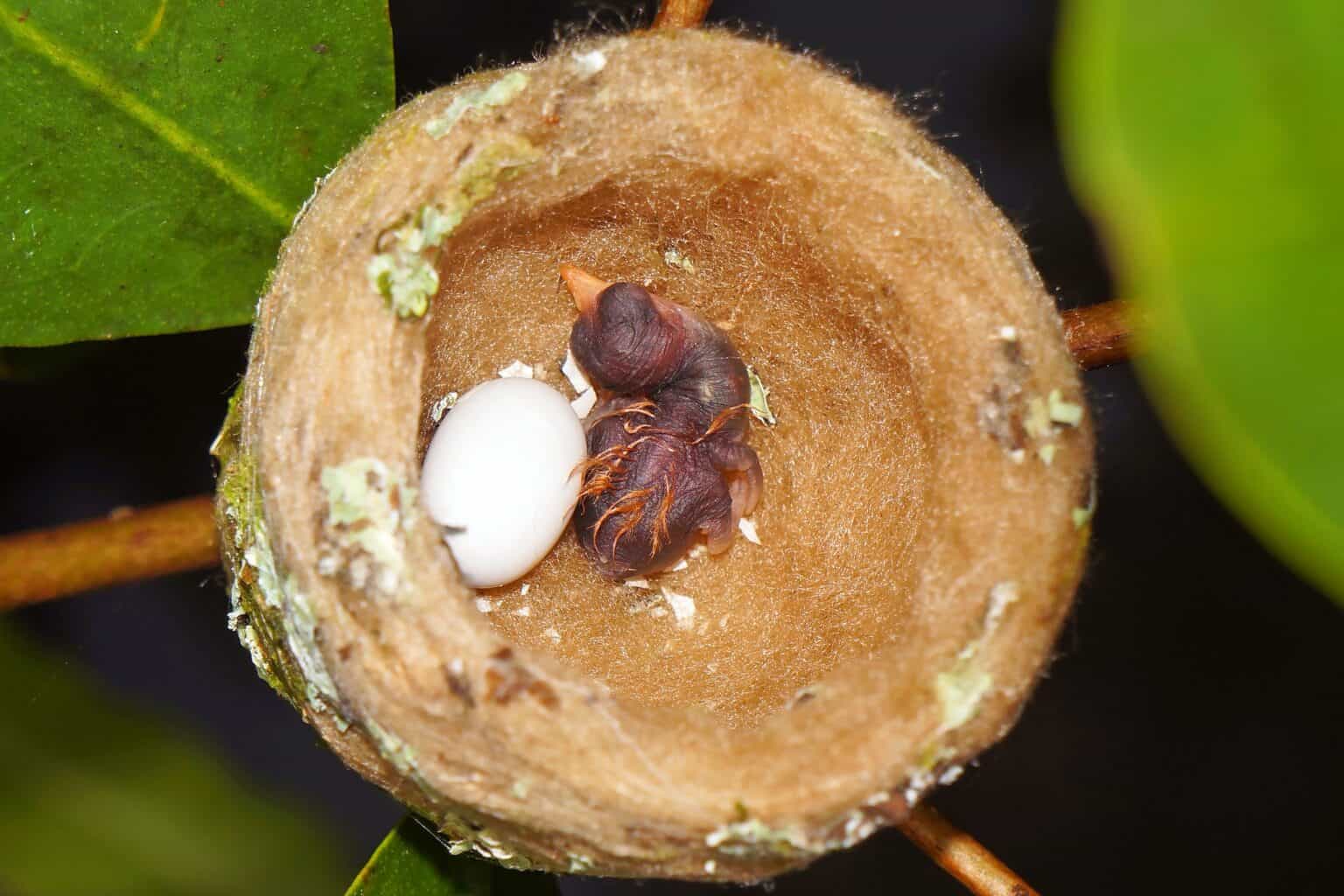 Hummingbird Eggs: Everything You Need to Know