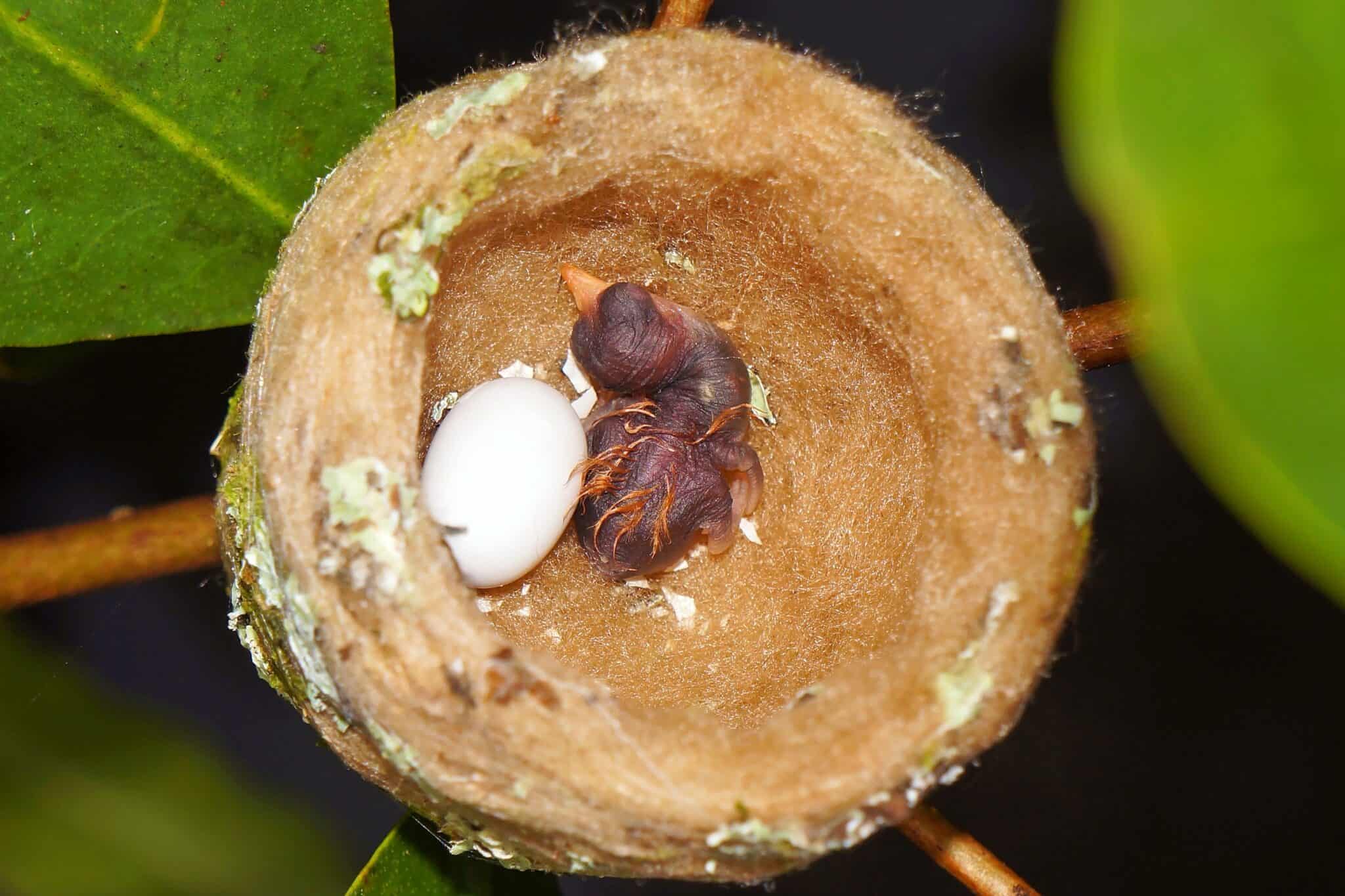 Hummingbird Eggs: Everything You Need to Know