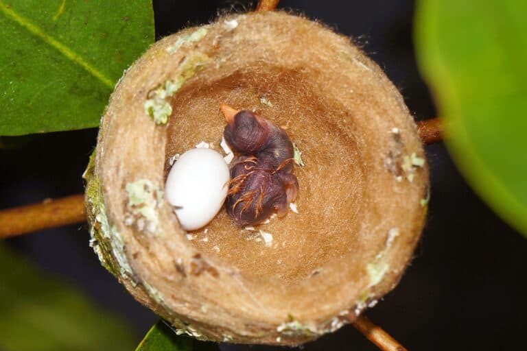 Hummingbird Eggs: Everything You Need to Know