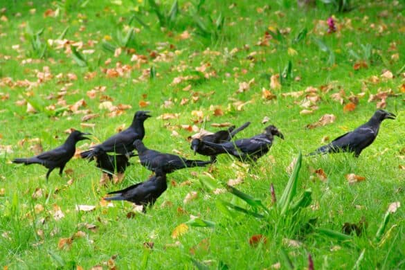 How Many Crows in a Murder? - Bird Helpful
