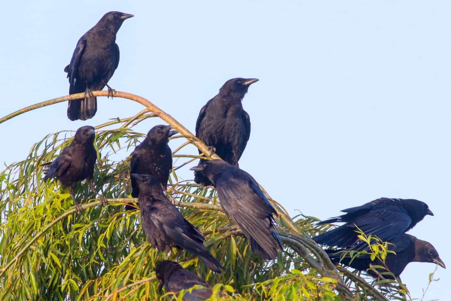 How Many Crows in a Murder? - Bird Helpful