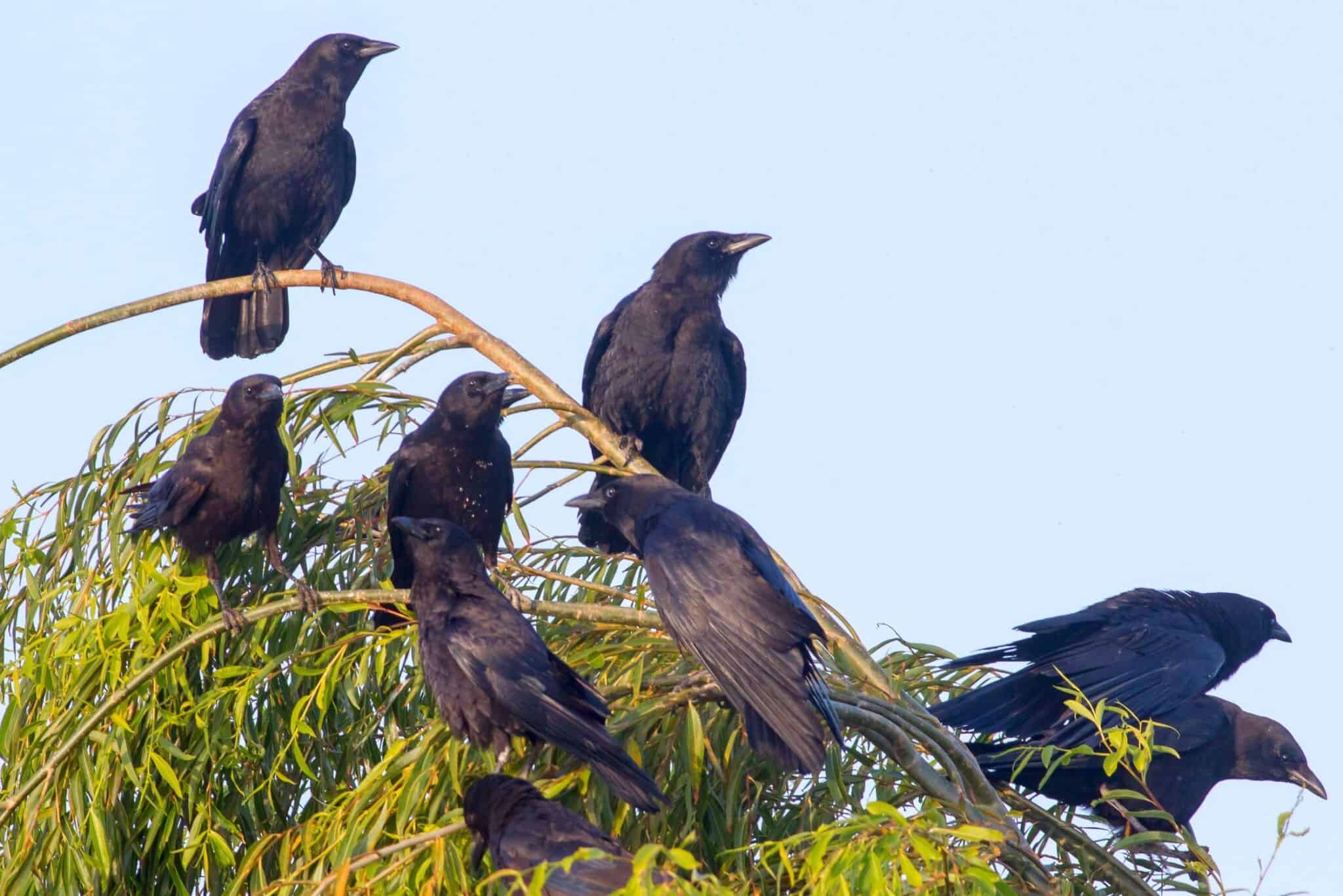 How Many Crows in a Murder? - Bird Helpful