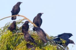 How Many Crows in a Murder? - Bird Helpful