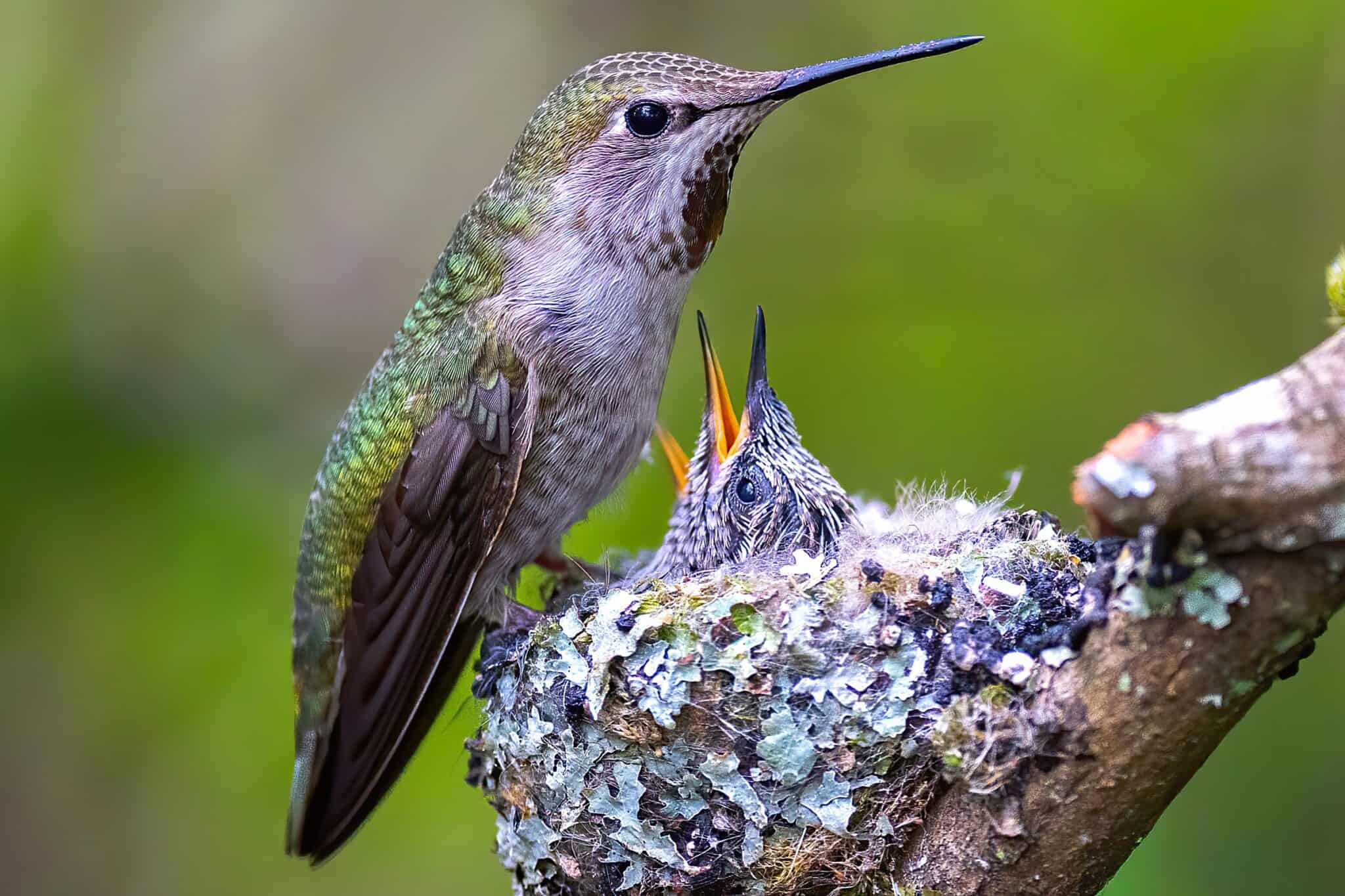 Hummingbird Eggs: Everything You Need to Know