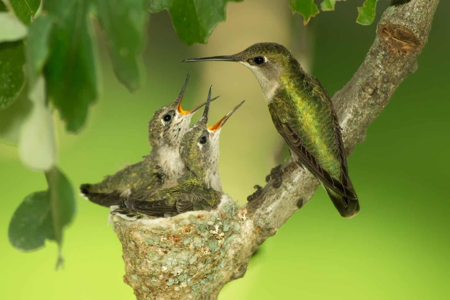 Hummingbird Nests 101: Everything You Need to Know!