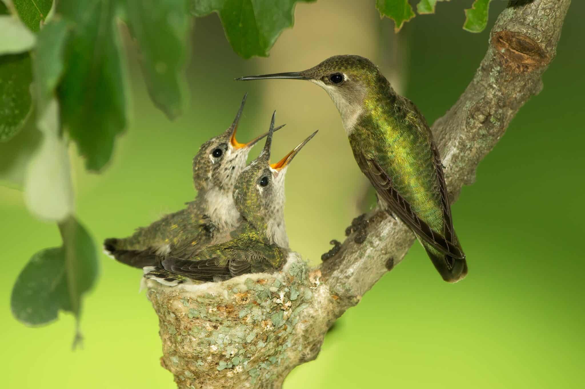 Hummingbird Nests 101: Everything You Need to Know!