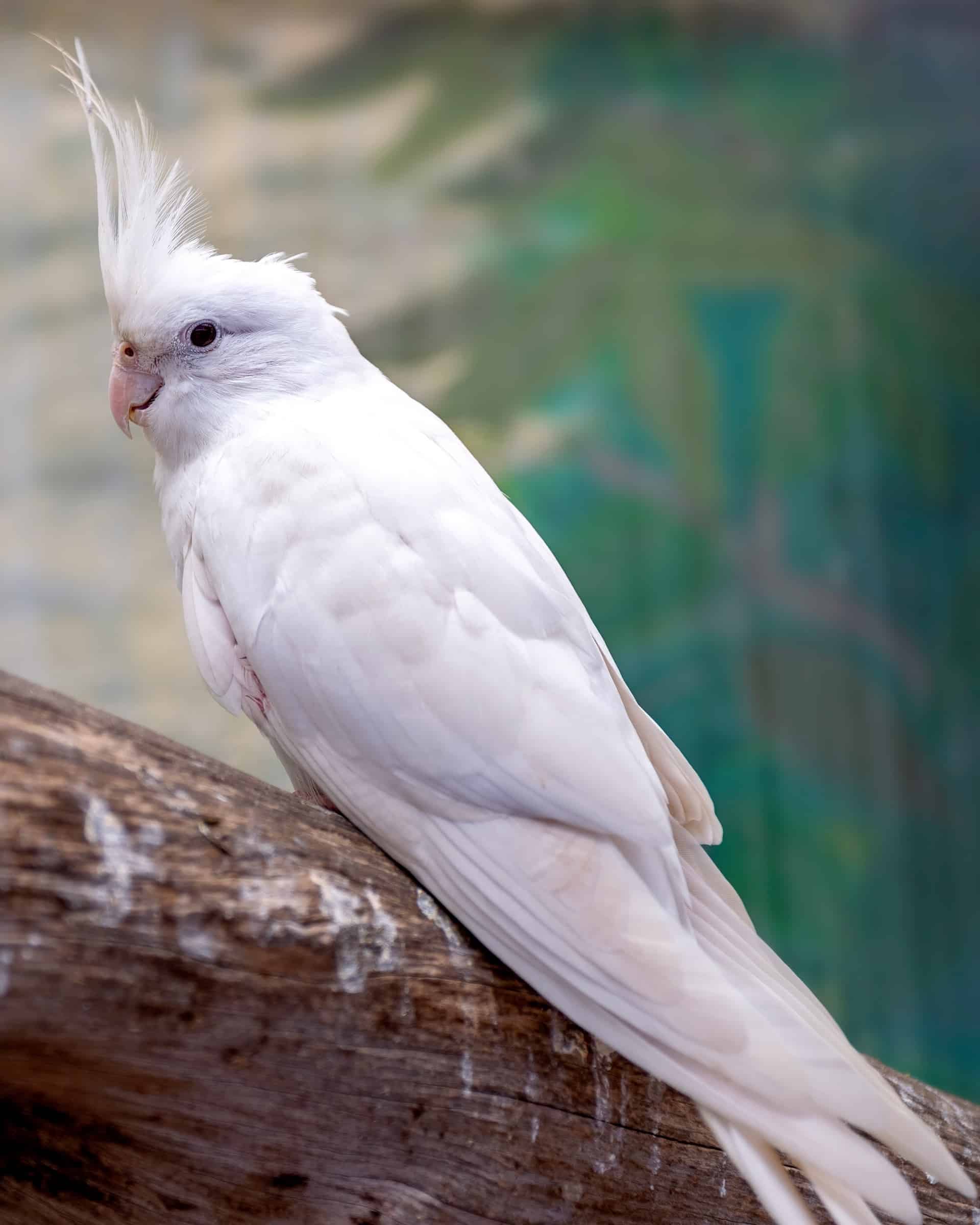 19 Cockatiel Color Mutations & Varieties
