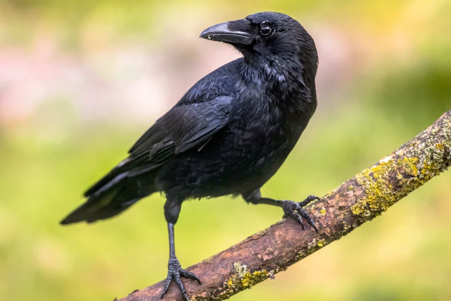 Crow vs. Raven: What’s the Difference?