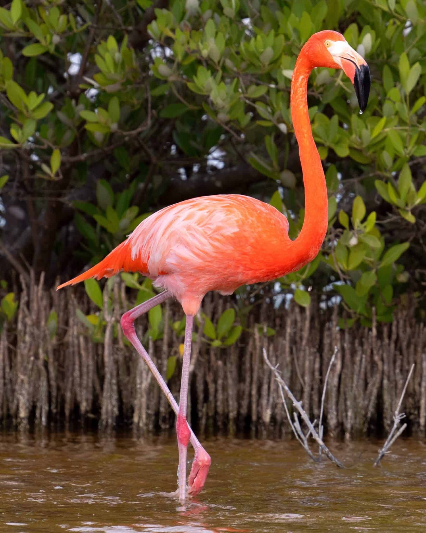 36 Unique Birds With Long Necks