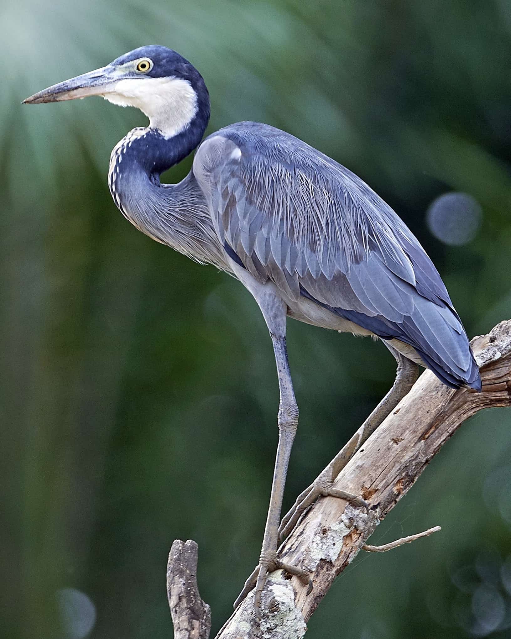 36 Unique Birds With Long Necks