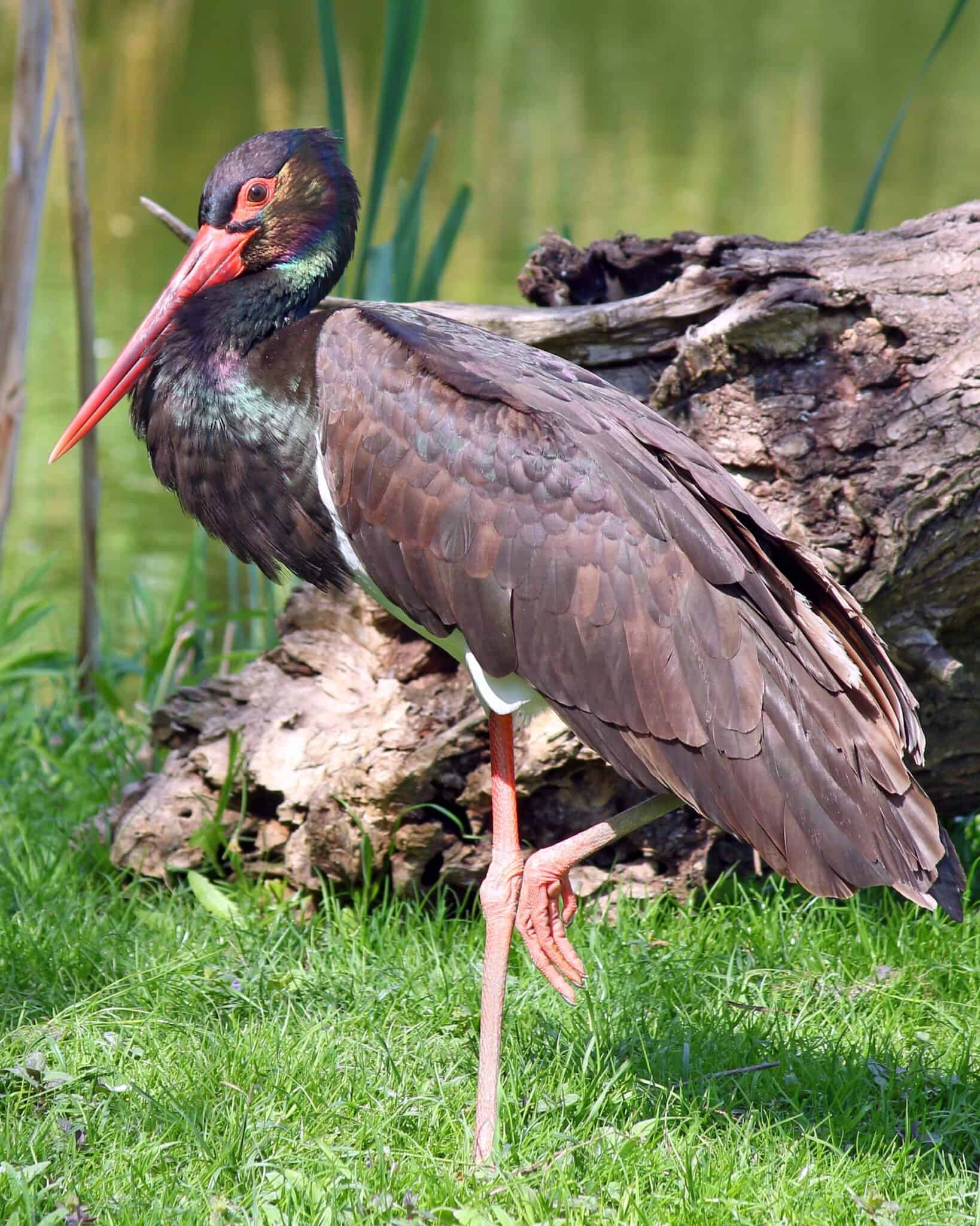 36 Unique Birds With Long Necks