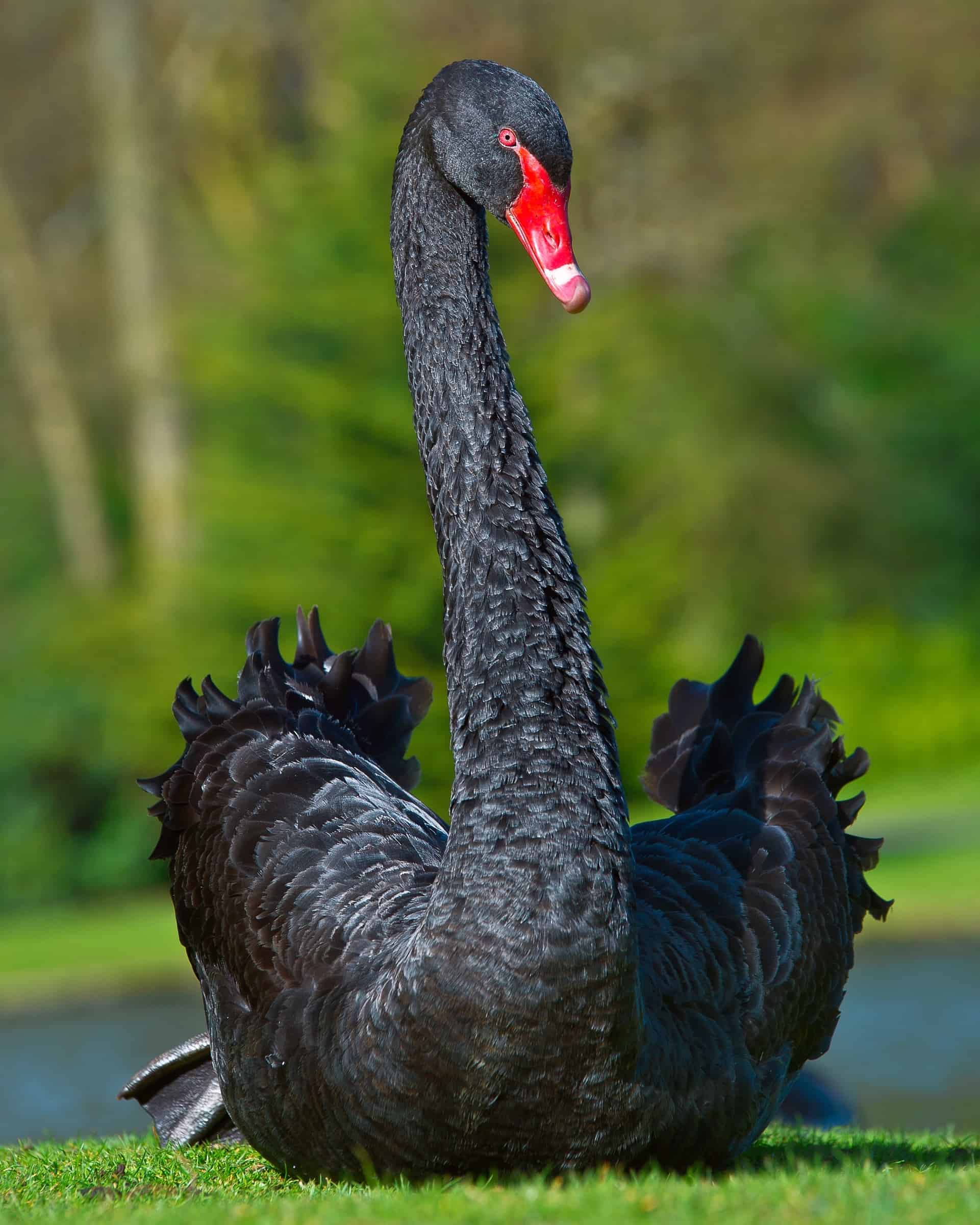 36 Unique Birds With Long Necks