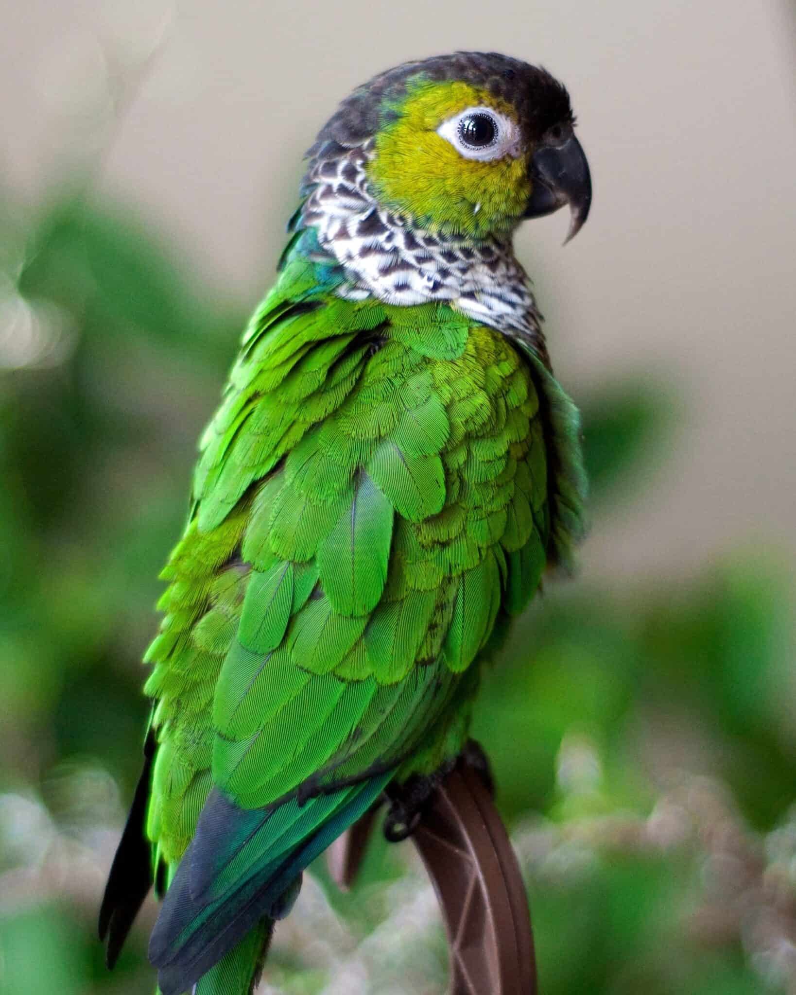 50 Different Types of Conure Parrots