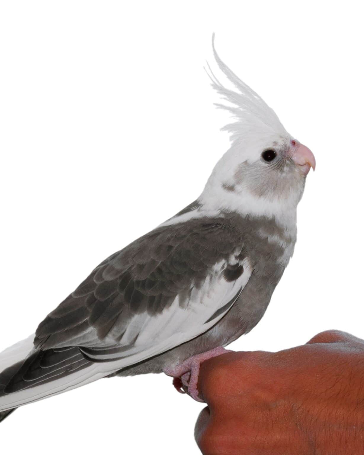 19 Cockatiel Color Mutations & Varieties