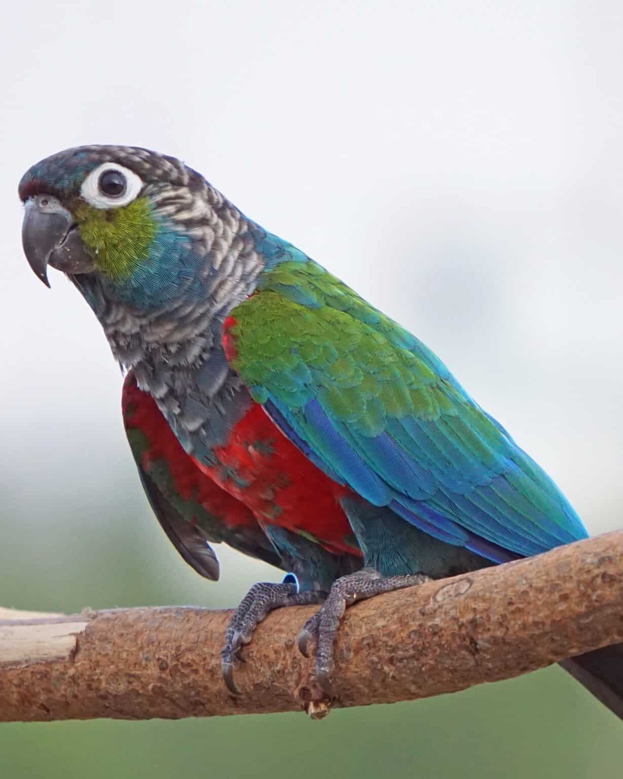 50 Different Types of Conure Parrots