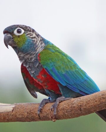 50 Different Types of Conure Parrots