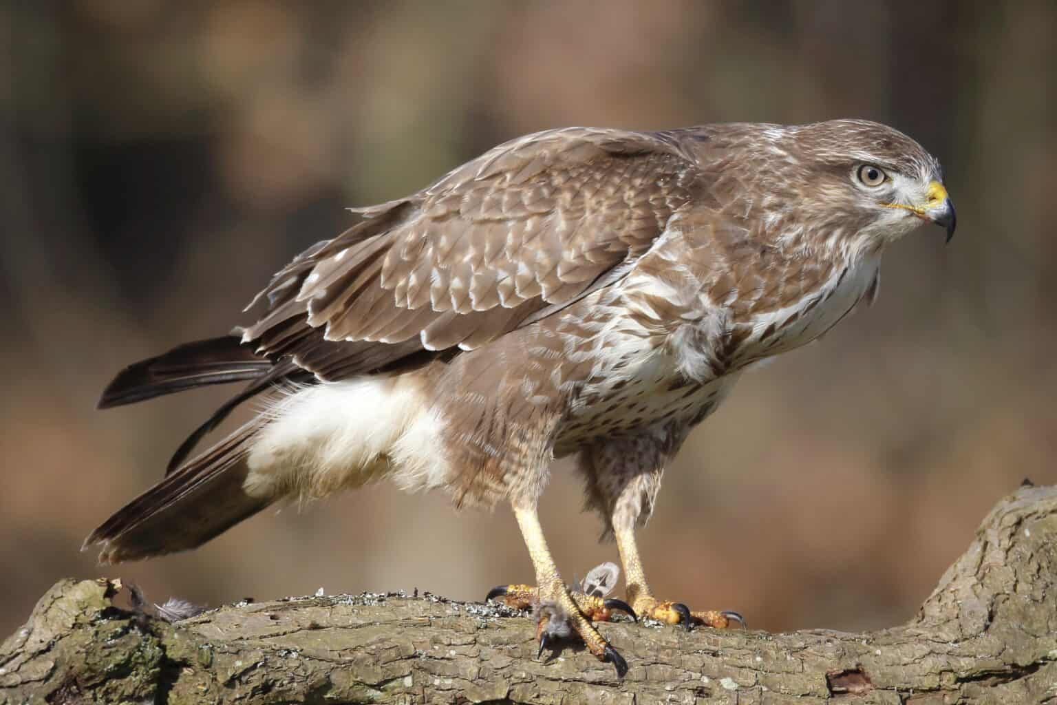 Buzzard vs. Vulture: What's the Difference?