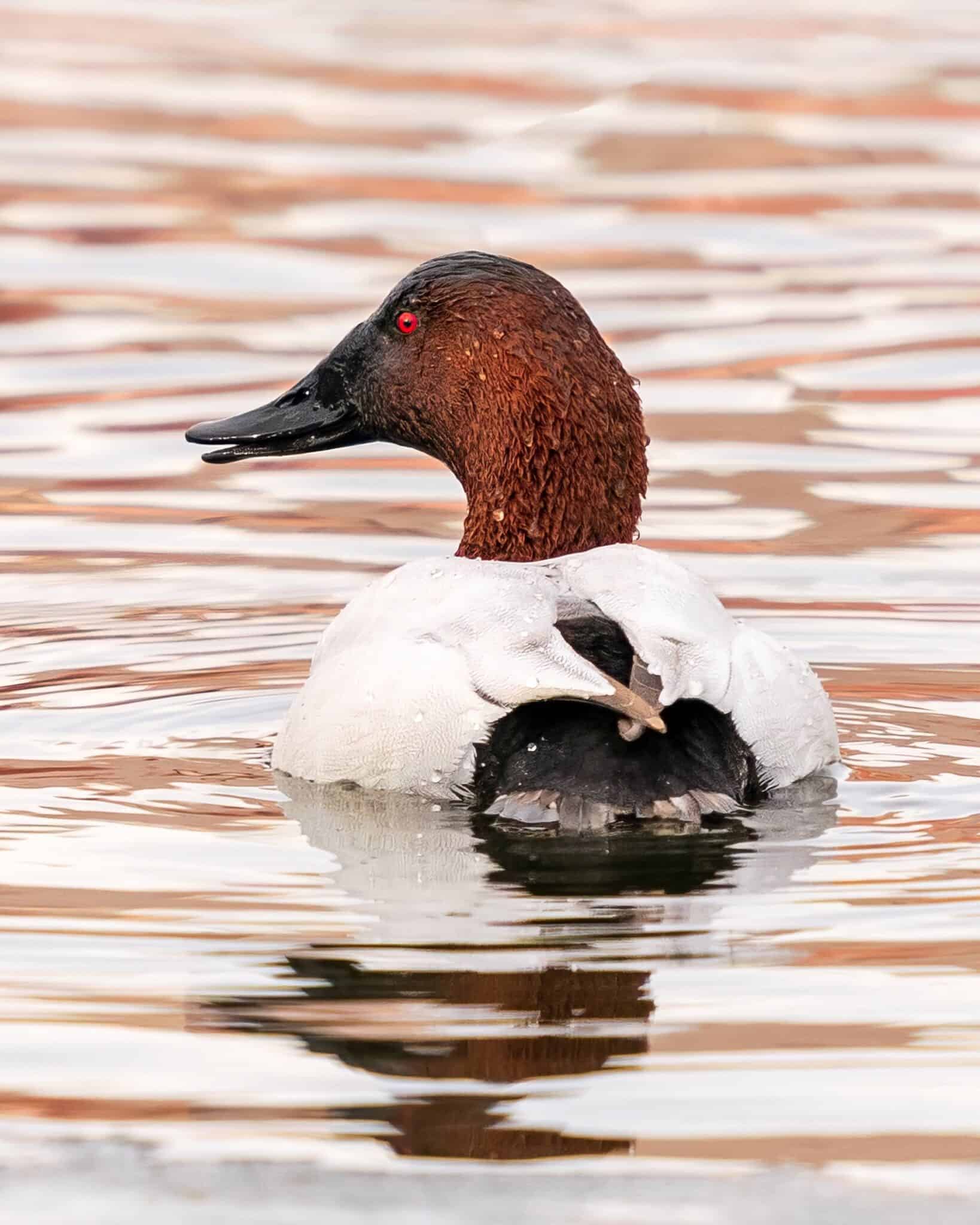 Do Ducks Have Teeth? - Everything You Need to Know