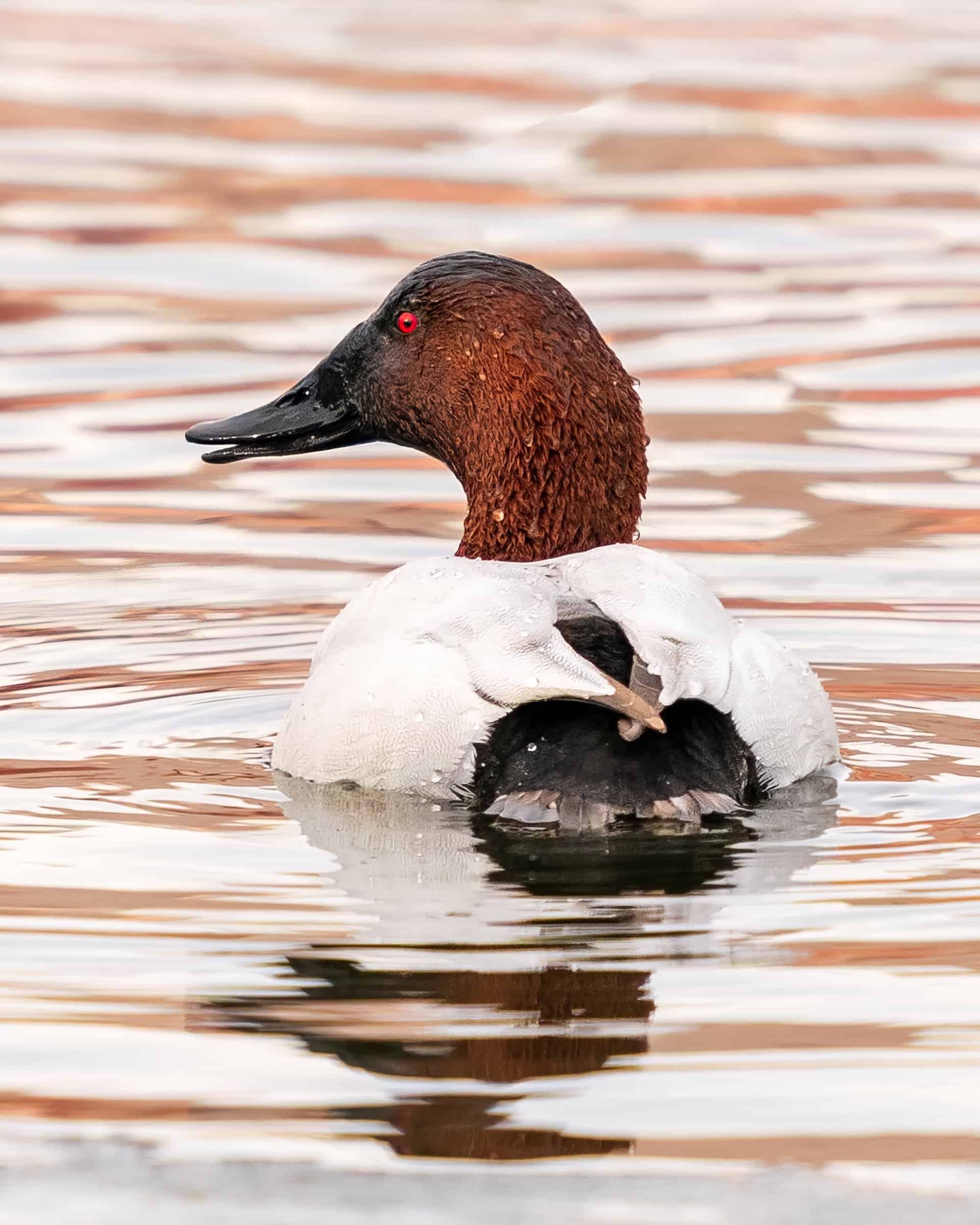 Do Ducks Have Teeth? - Everything You Need to Know