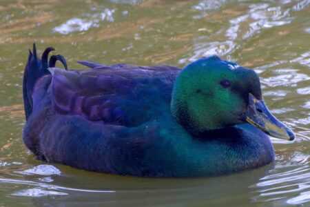 Male vs. Female Cayuga Ducks: What's the Difference?