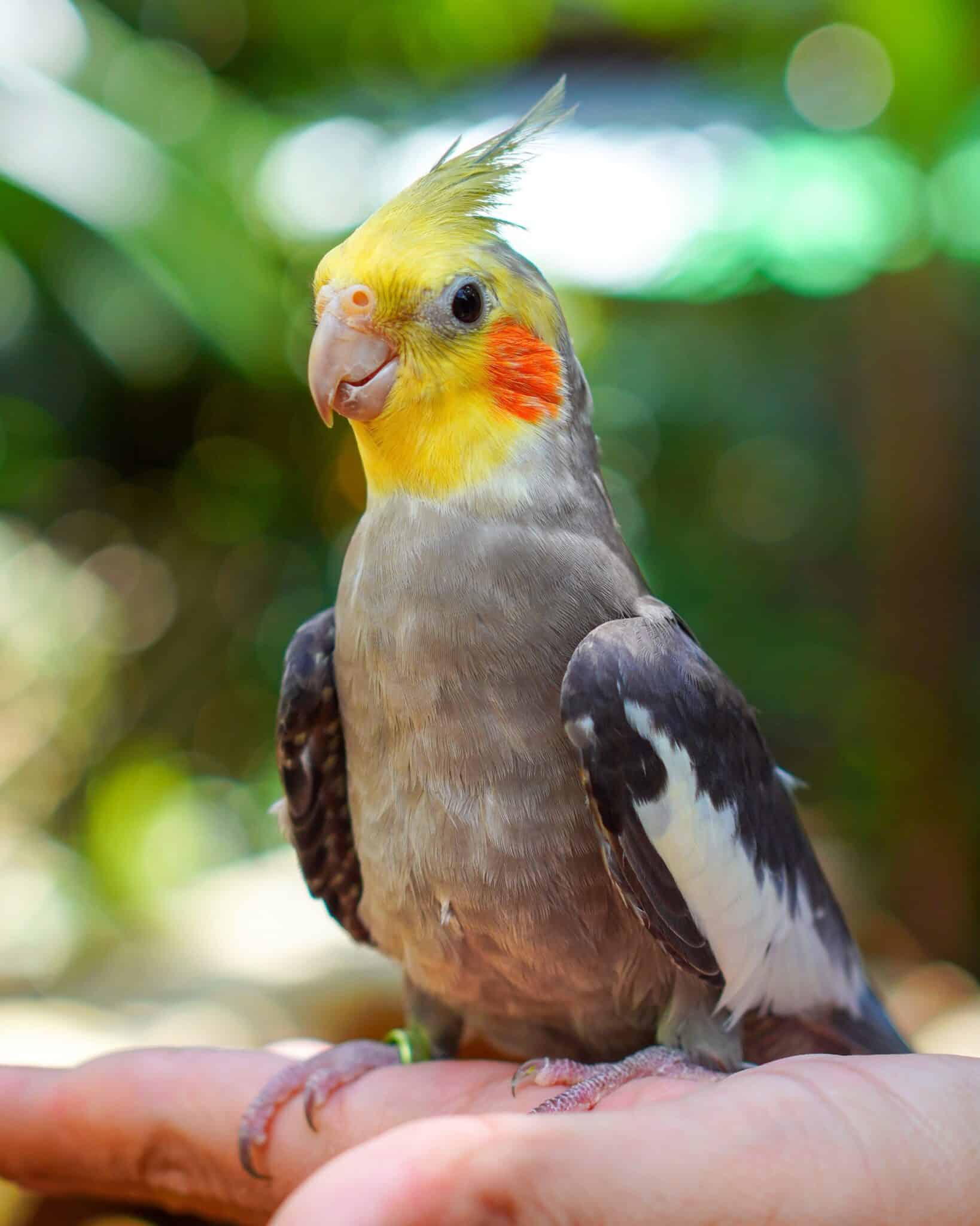 19 Cockatiel Color Mutations & Varieties
