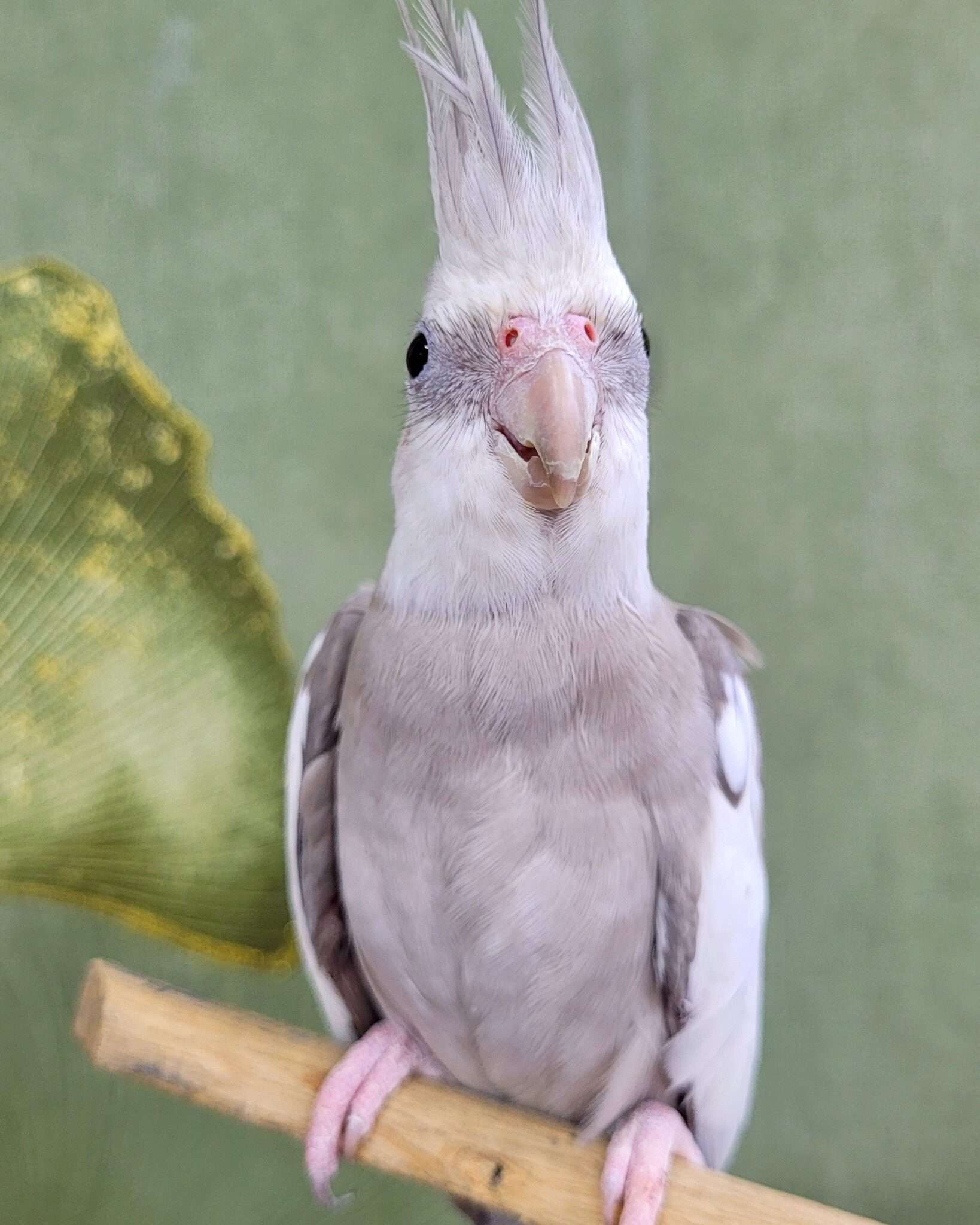 19 Cockatiel Color Mutations & Varieties
