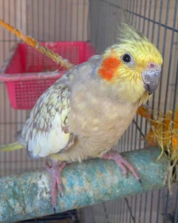 19 Cockatiel Color Mutations & Varieties