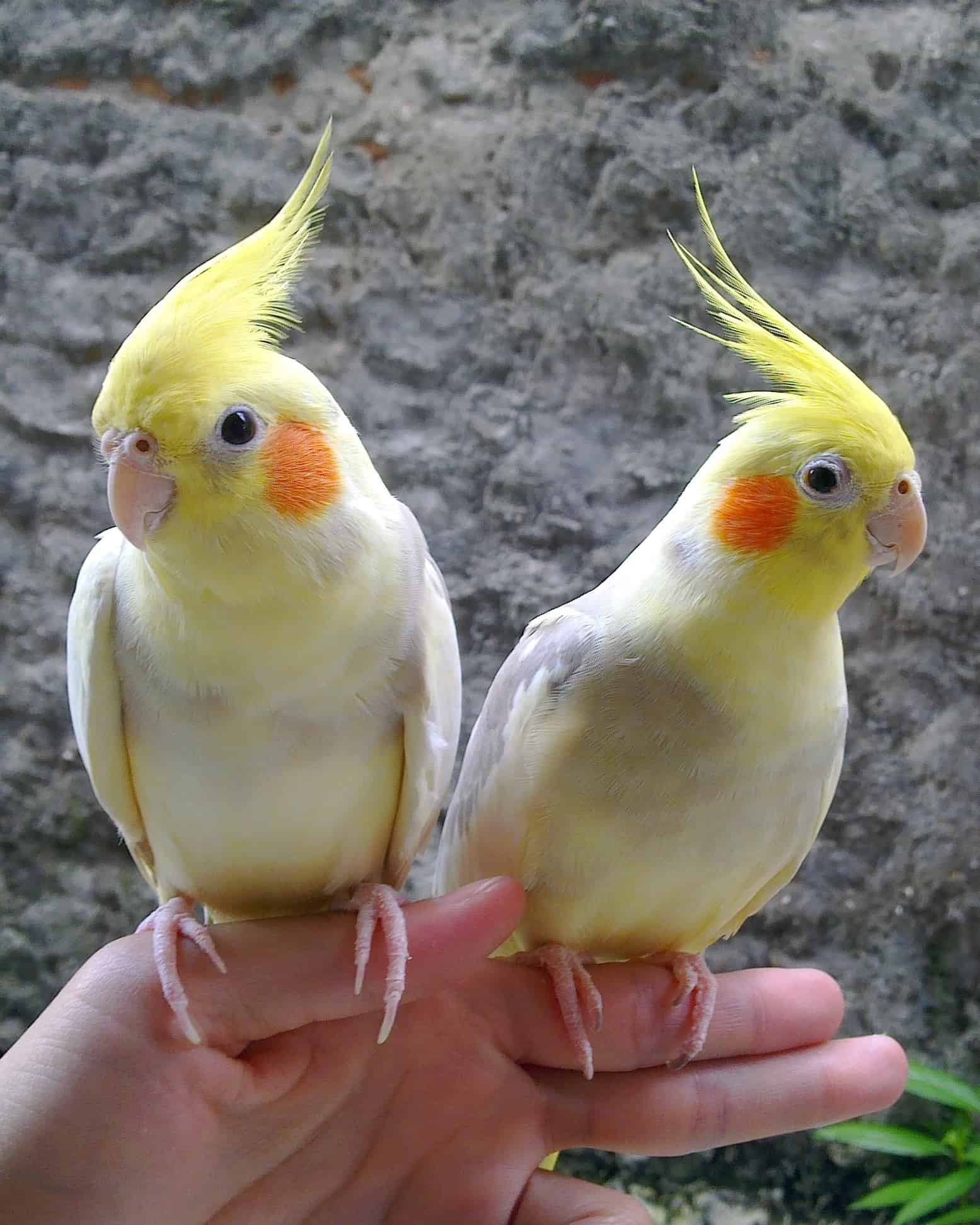 19 Cockatiel Color Mutations & Varieties