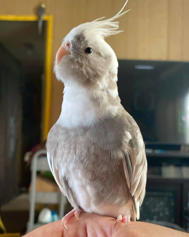 19 Cockatiel Color Mutations & Varieties