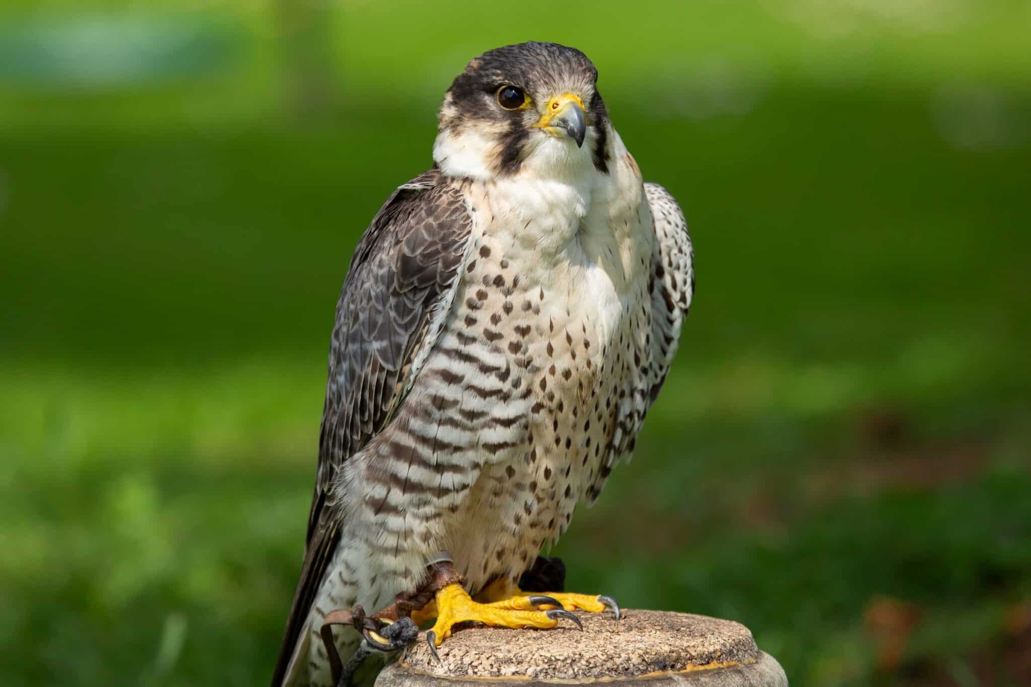 Falcon vs. Hawk: What's the Difference?