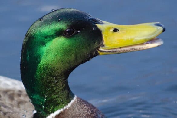 Do Ducks Have Teeth? - Everything You Need to Know