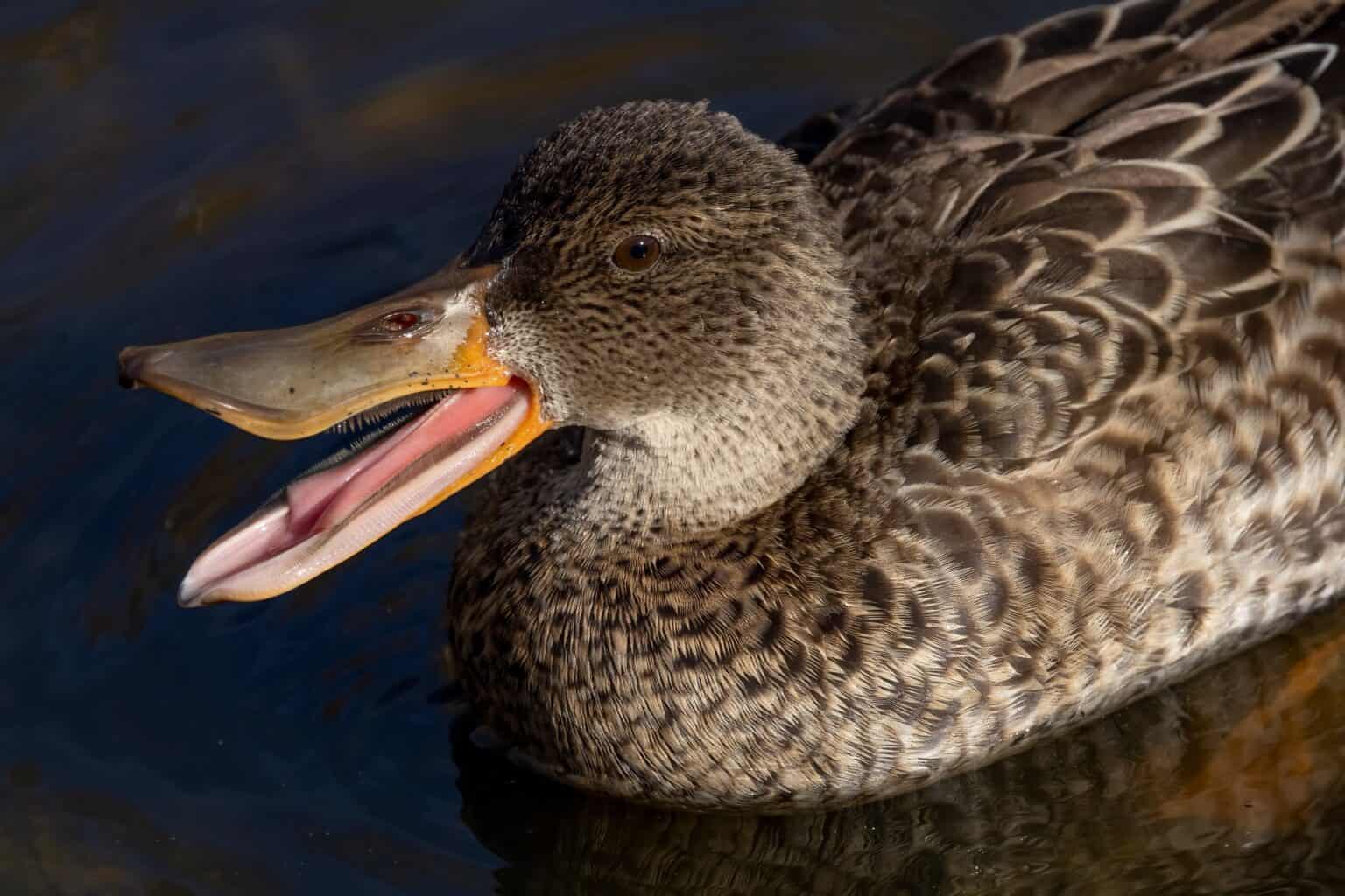 Do Ducks Have Teeth? - Everything You Need to Know