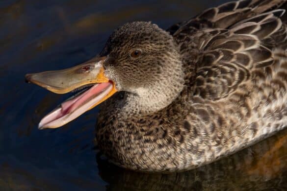 Do Ducks Have Teeth? - Everything You Need to Know