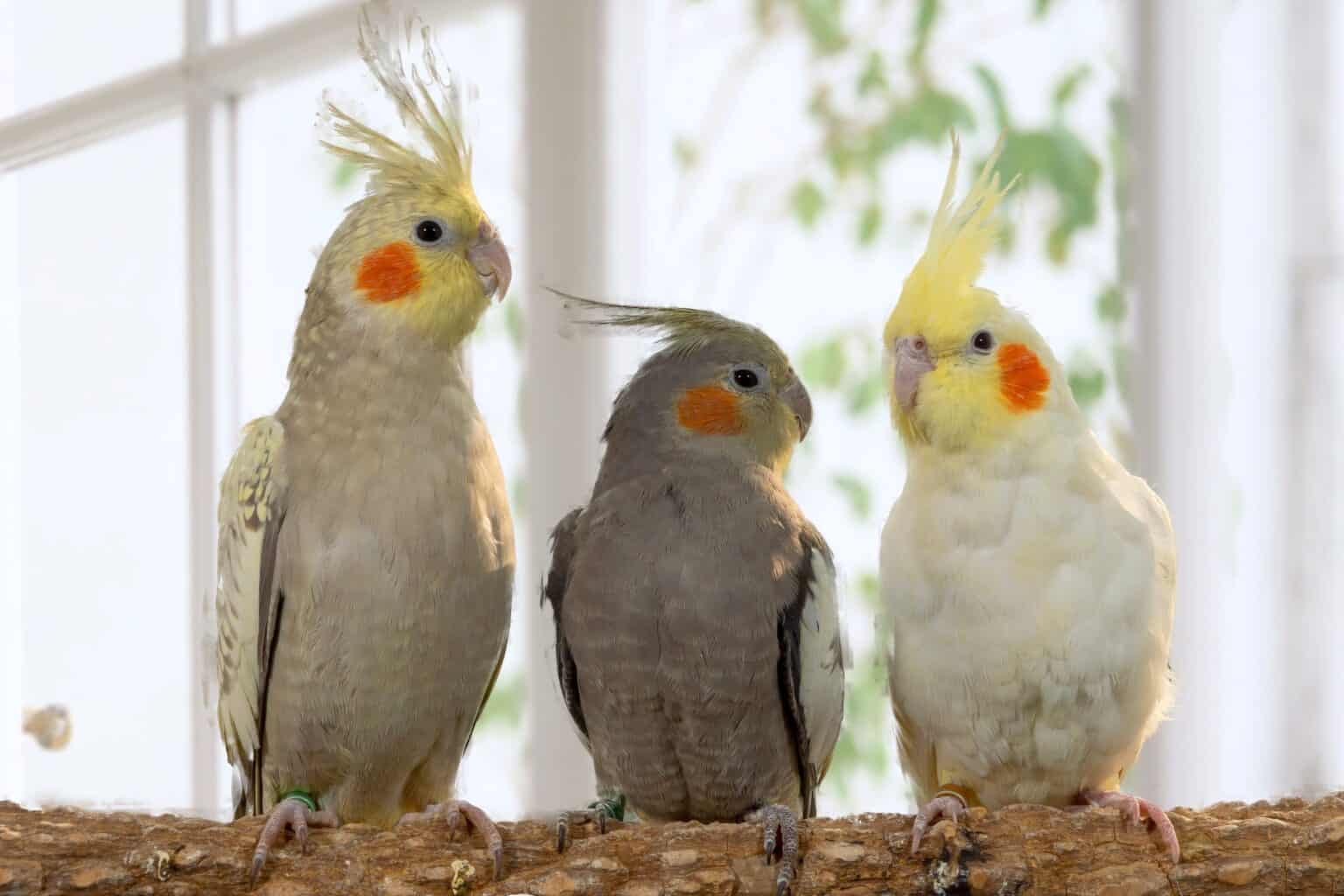19 Cockatiel Color Mutations & Varieties