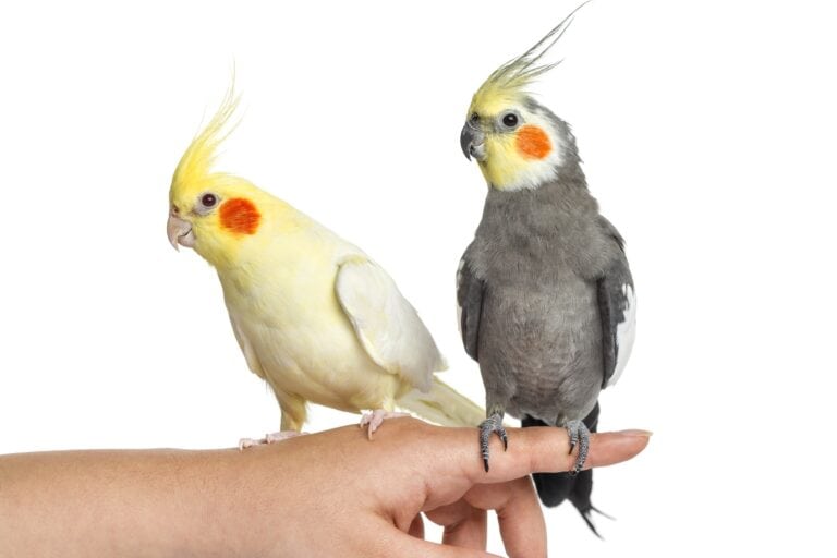19 Cockatiel Color Mutations & Varieties