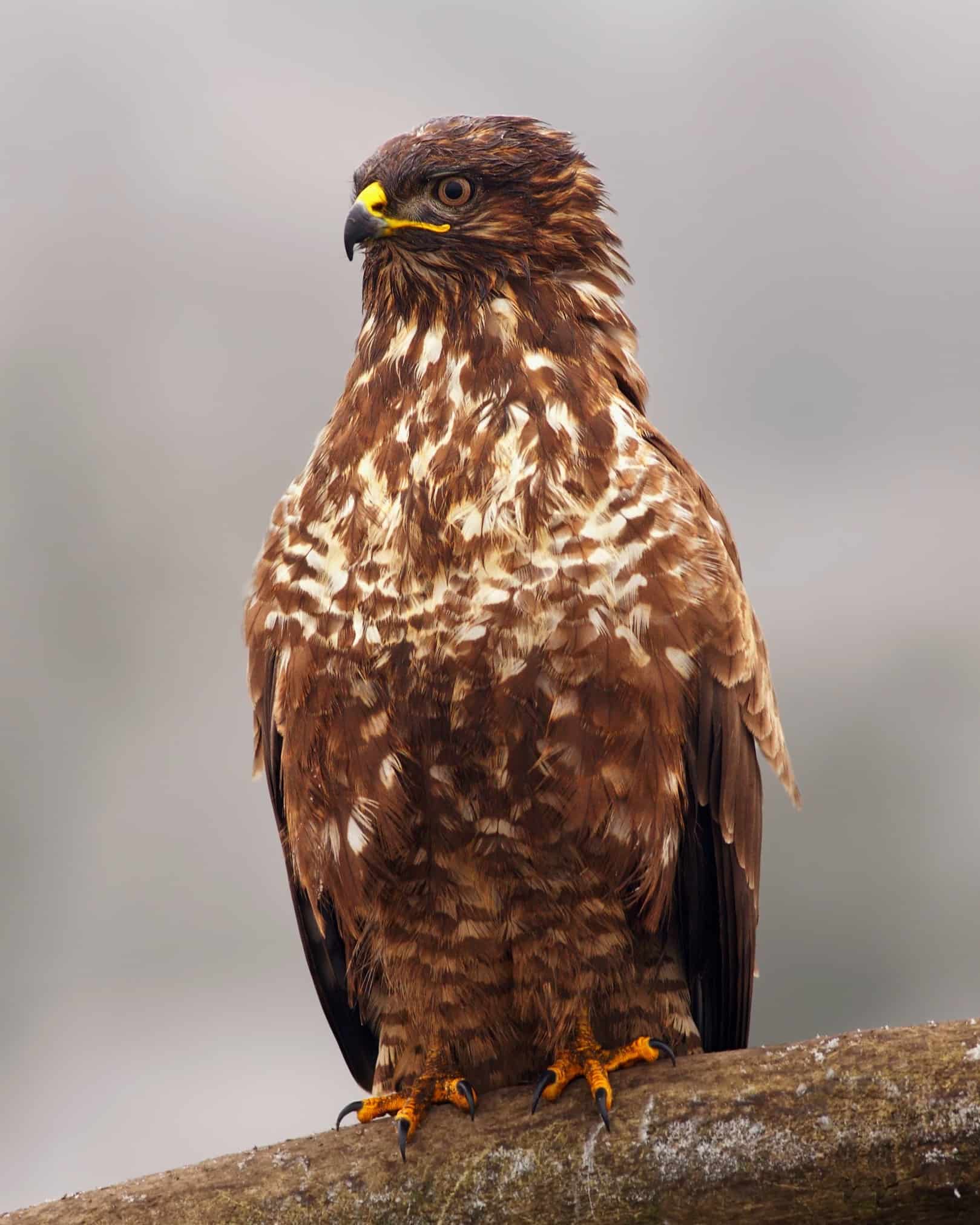 Buzzard vs. Vulture: What's the Difference?