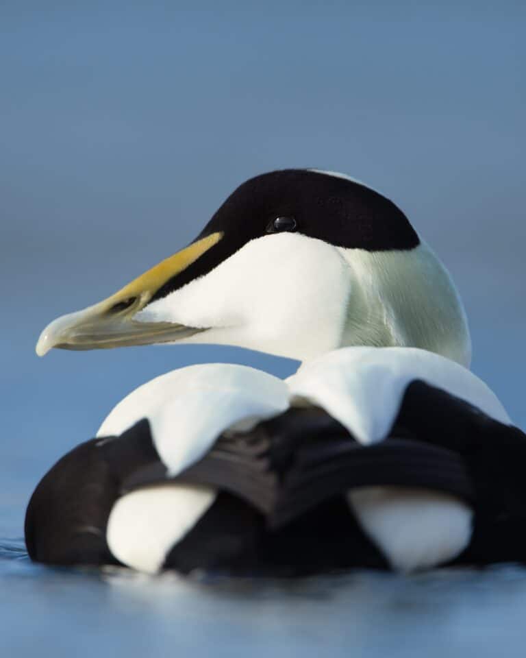 Do Ducks Have Teeth? - Everything You Need to Know