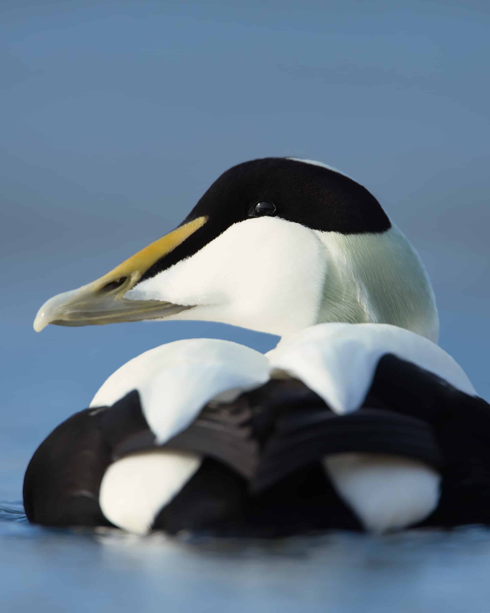 Do Ducks Have Teeth? - Everything You Need to Know