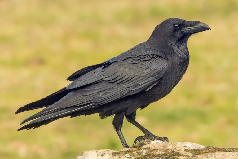 Crow vs. Raven: What’s the Difference?