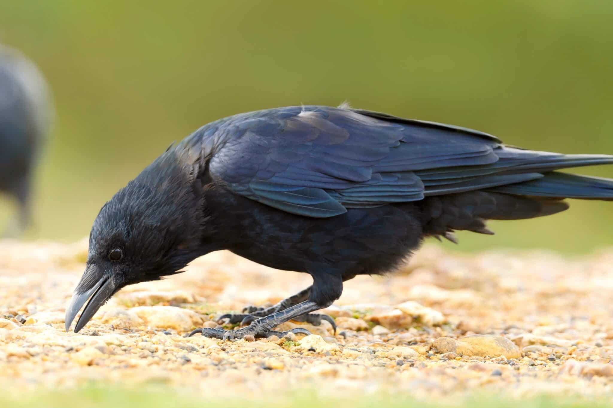 Crow vs. Raven: What’s the Difference?