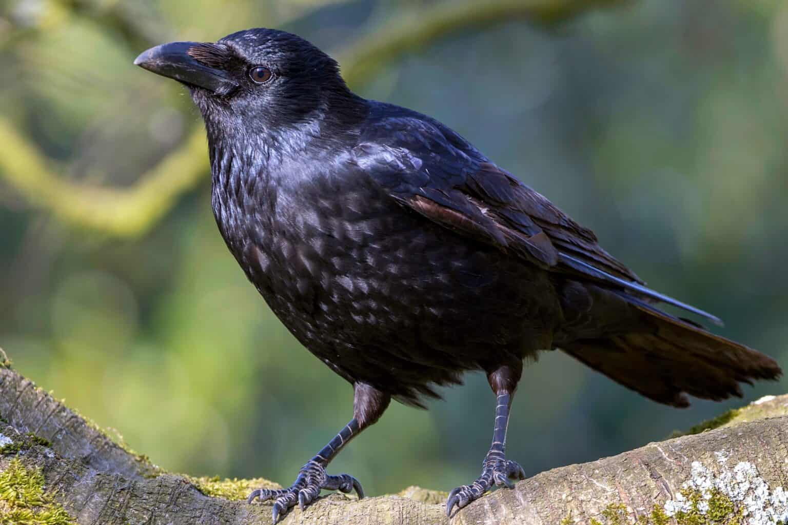Crow vs. Raven: What’s the Difference?