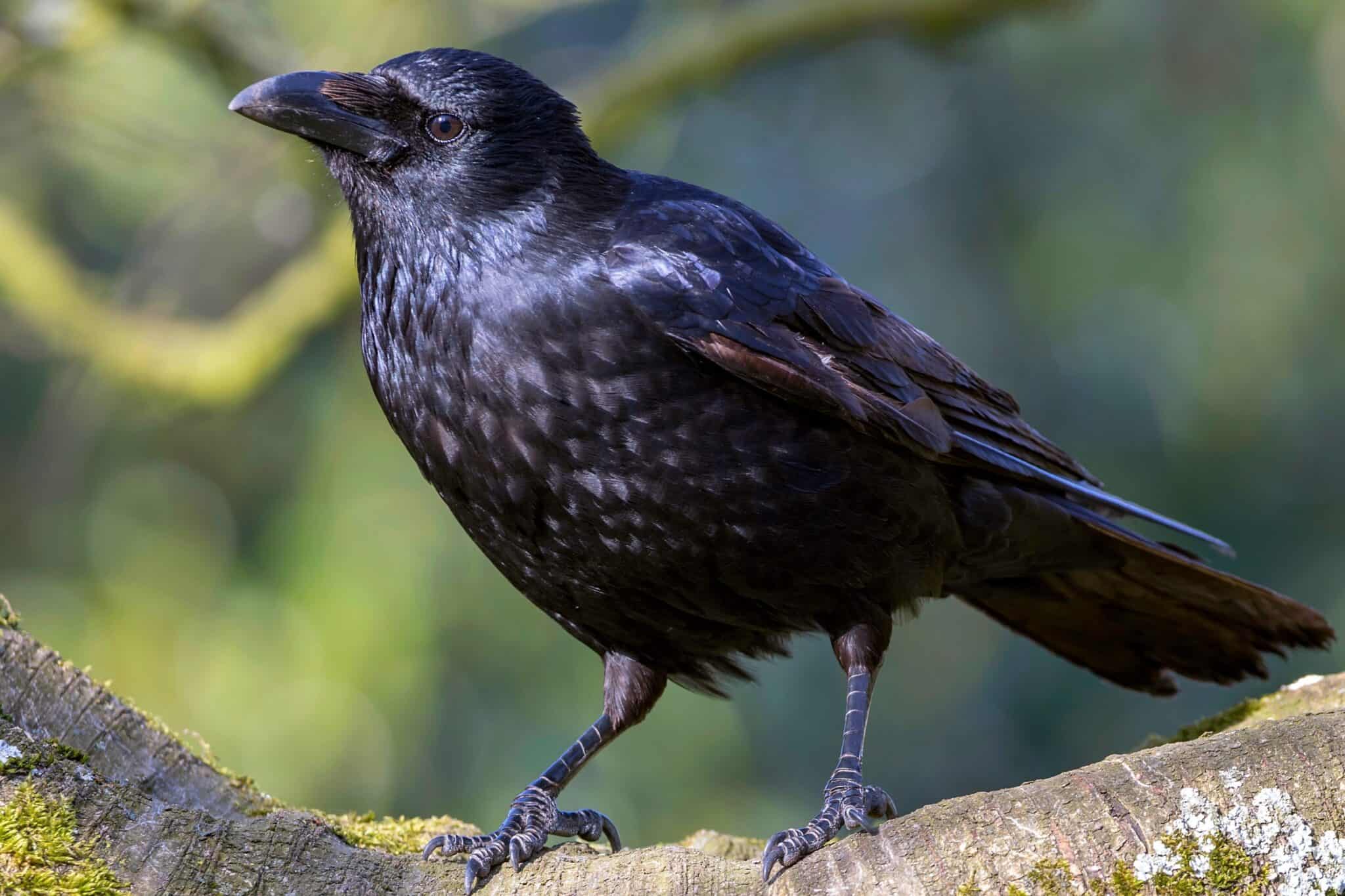 Crow vs. Raven: What’s the Difference?