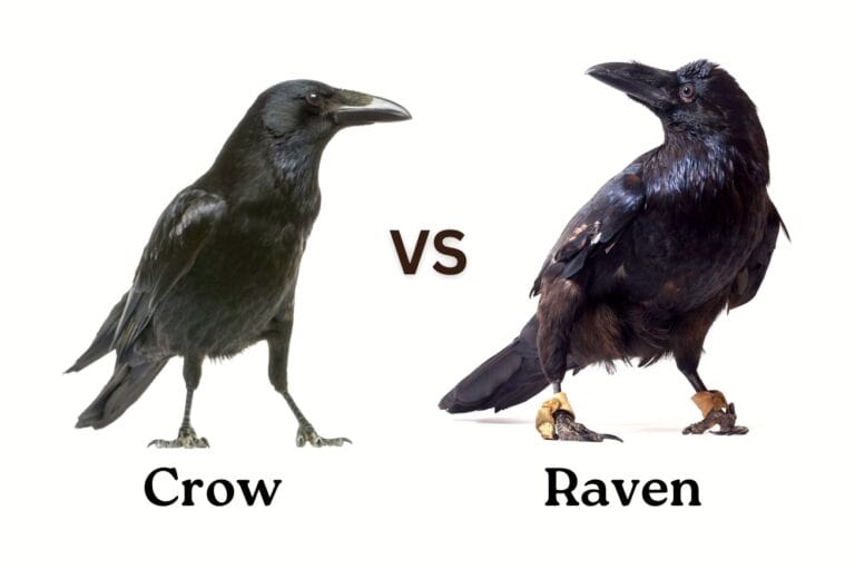 Crow vs. Raven: What’s the Difference?
