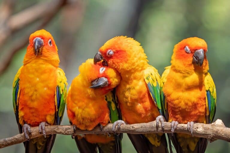 50 Different Types of Conure Parrots