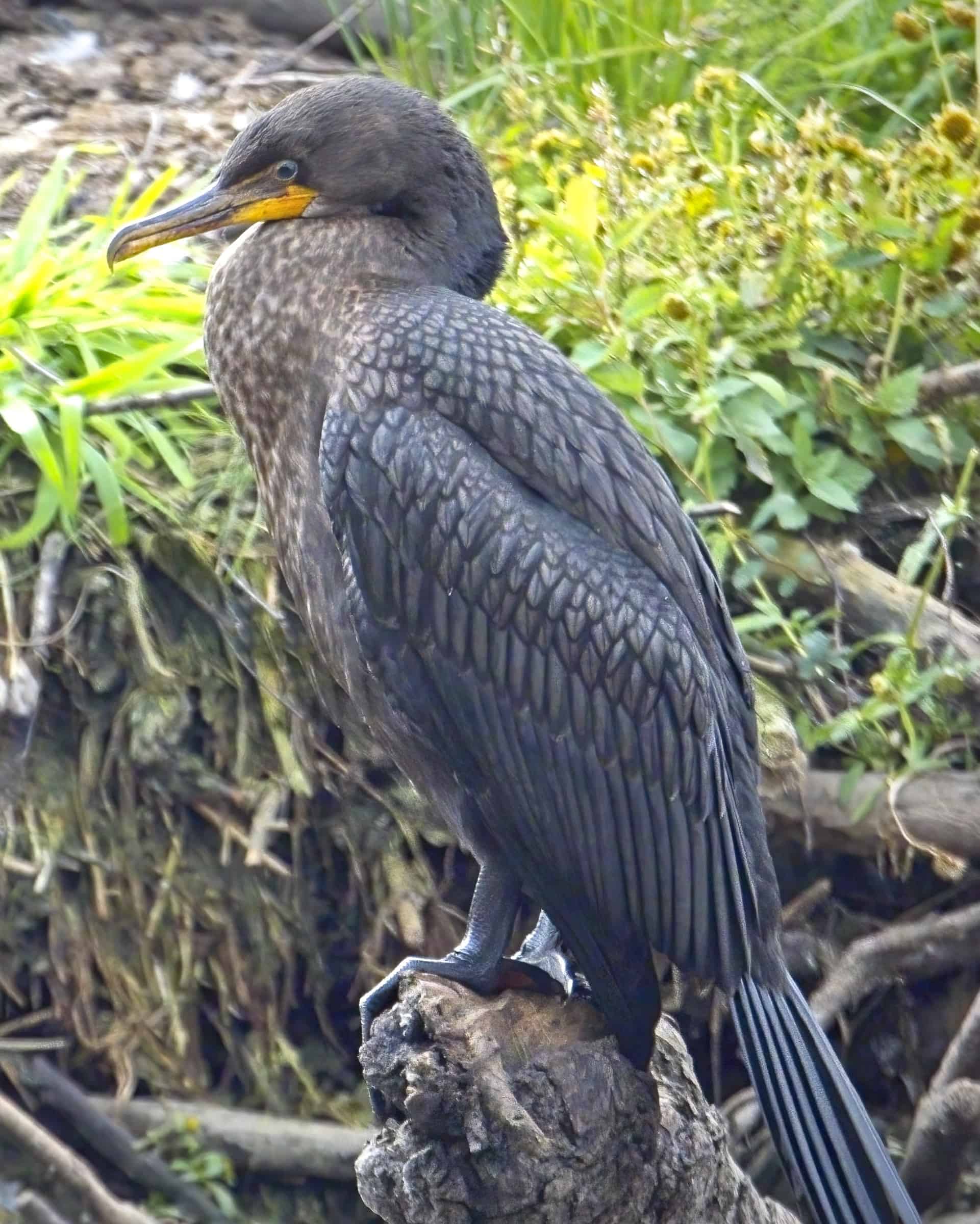 36 Unique Birds With Long Necks