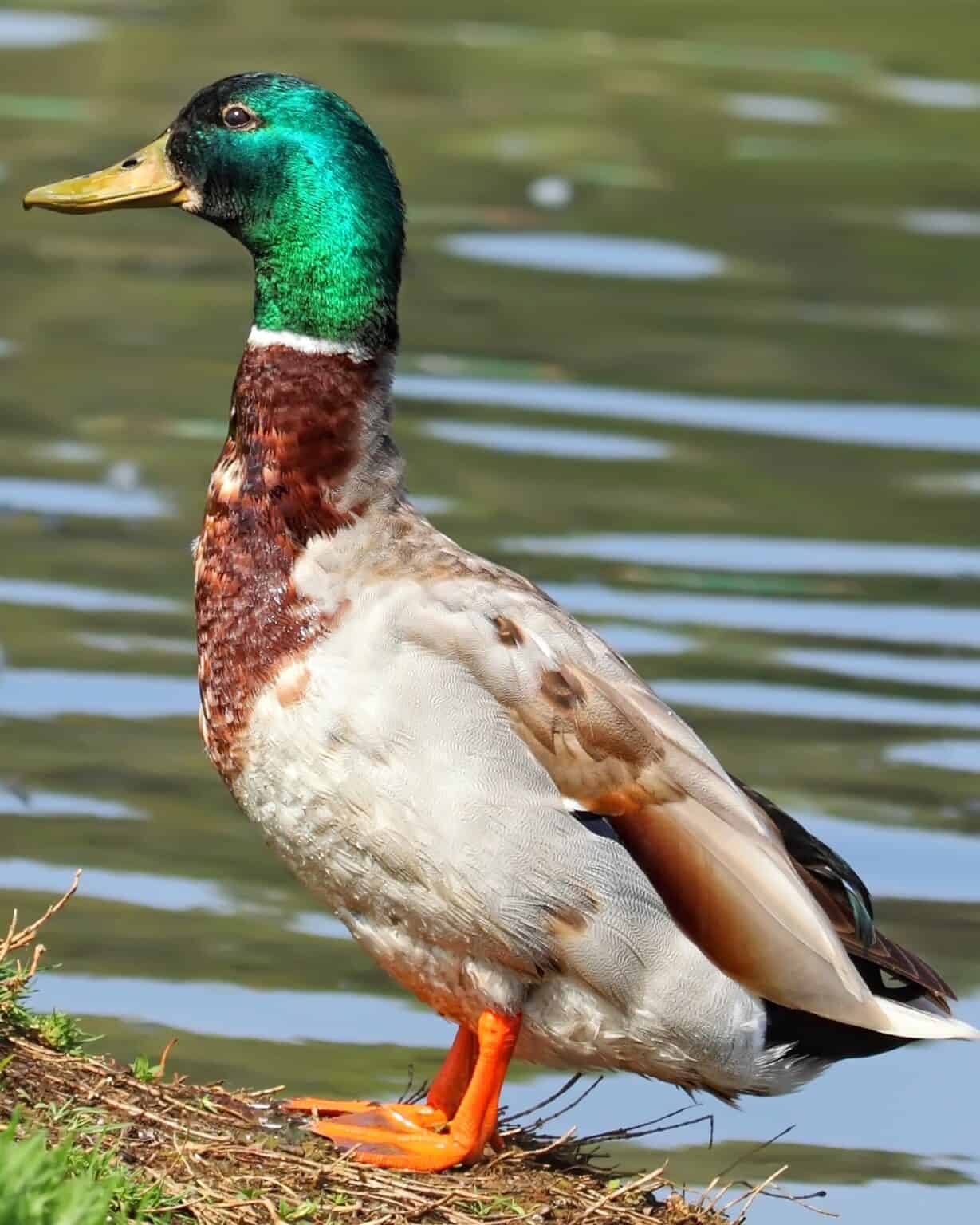 Goose vs. Duck: What's the Difference? - Bird Helpful