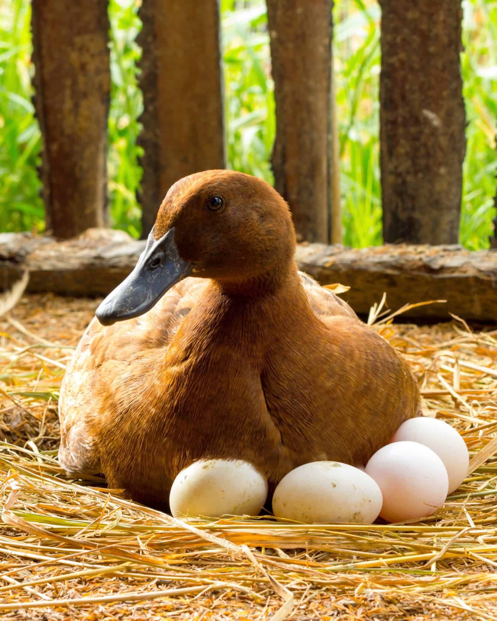 Goose vs. Duck: What's the Difference? - Bird Helpful