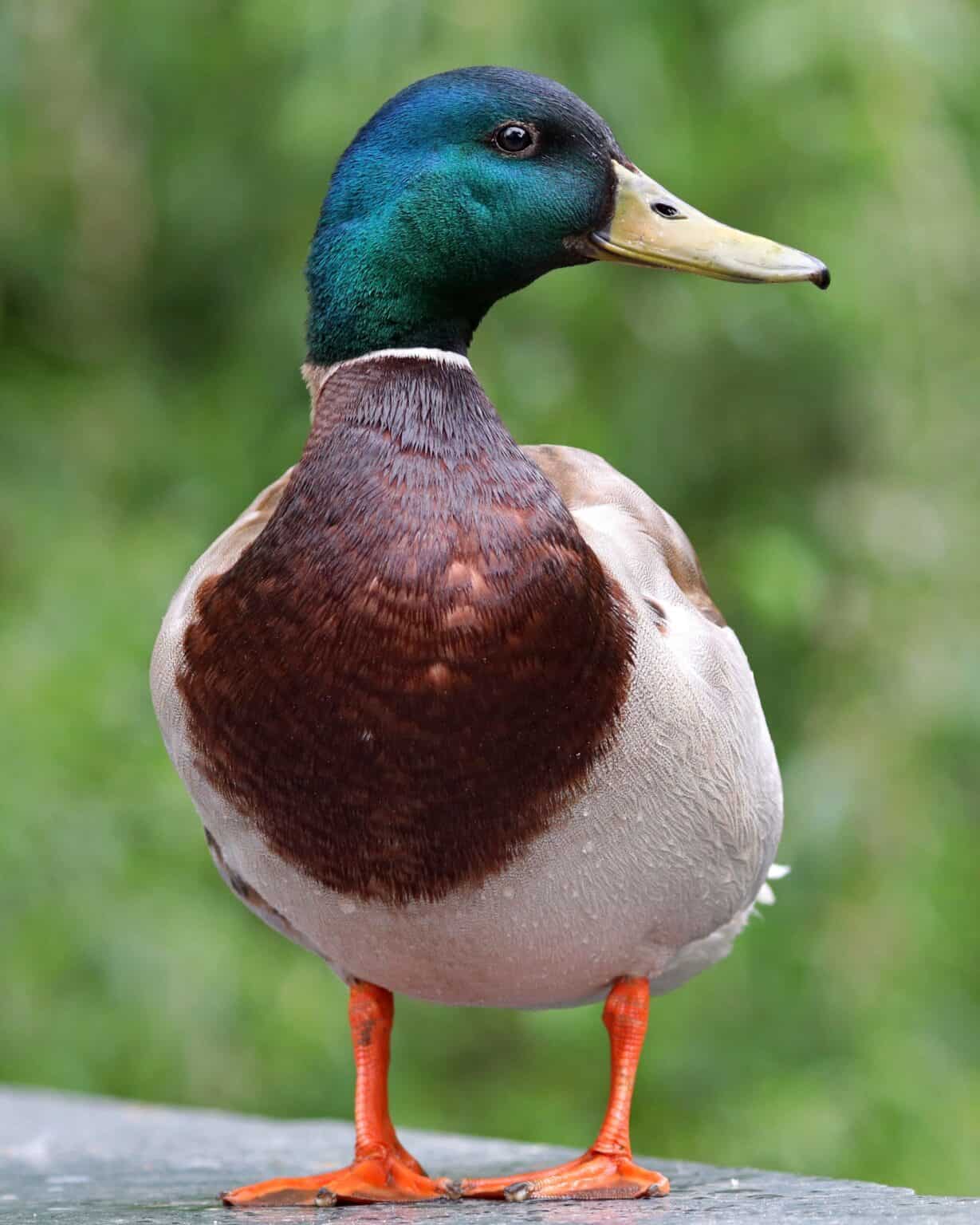 Goose vs. Duck: What's the Difference? - Bird Helpful